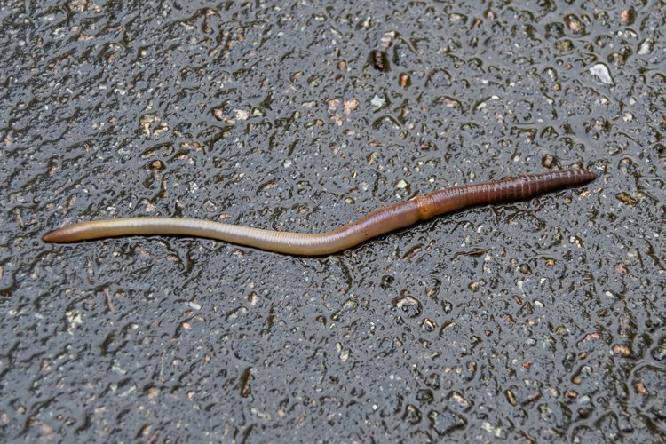 Earthworm it live bait for fishing isolated on background