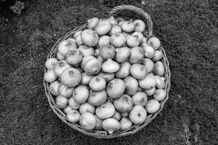 Beautiful onion vegetable plant with napiform skin