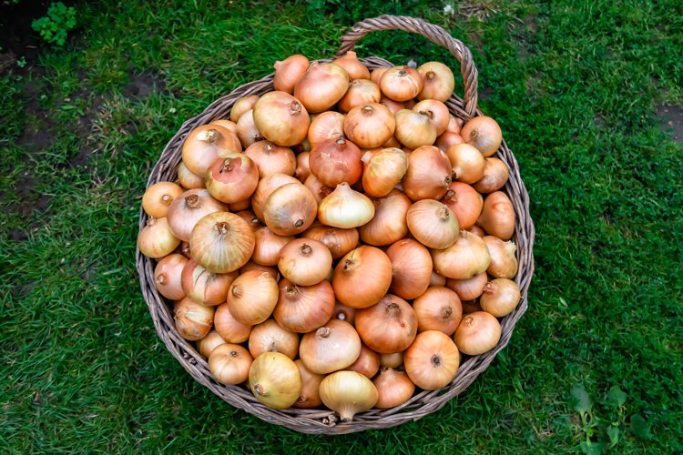 Beautiful onion vegetable plant with napiform skin