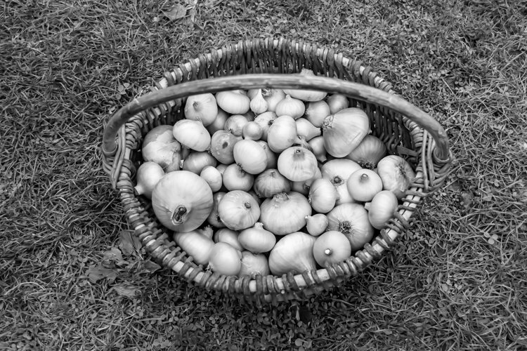 Beautiful onion vegetable plant with napiform skin