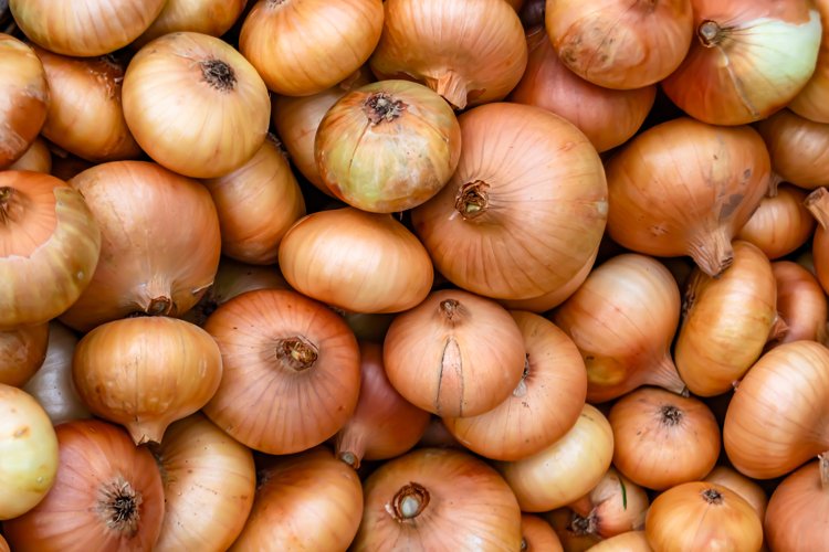 Beautiful onion vegetable plant with napiform skin
