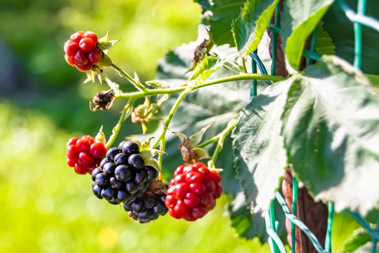 beautiful berry branch blackberry bush with natural leaves