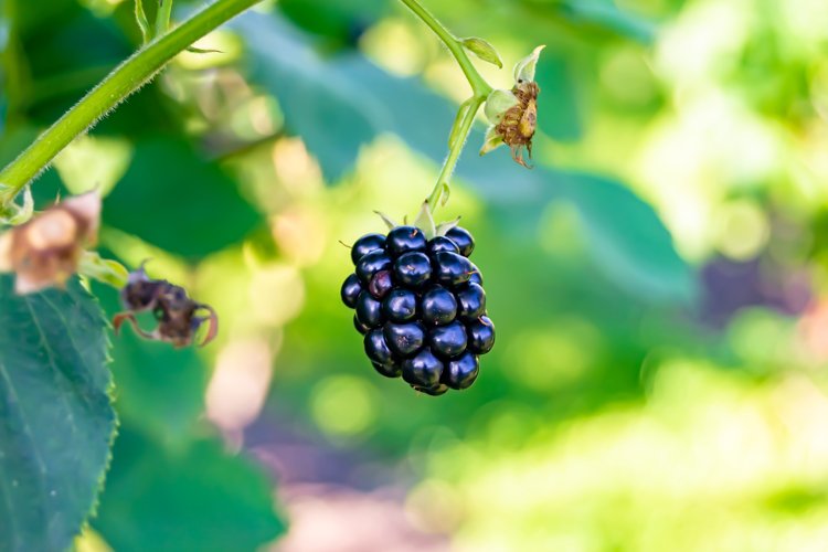 beautiful berry branch blackberry bush with natural leaves