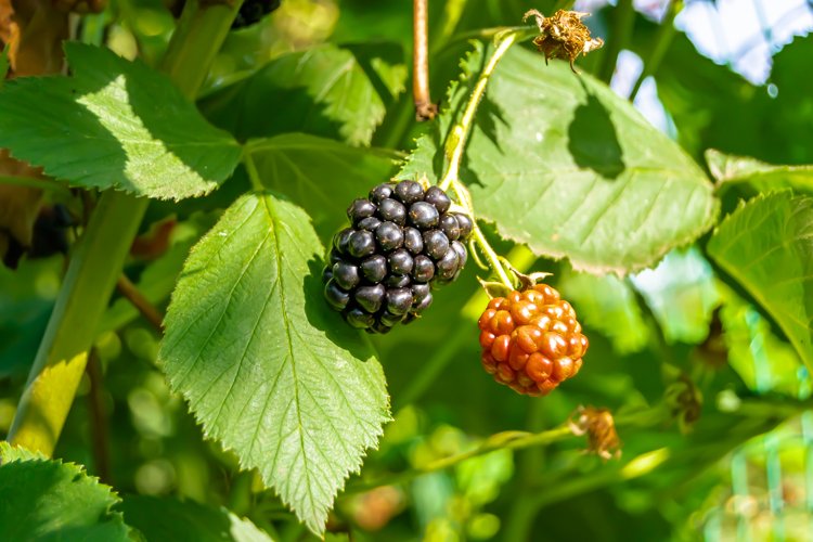 beautiful berry branch blackberry bush with natural leaves