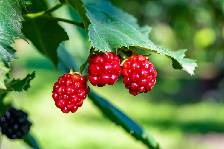 beautiful berry branch blackberry bush with natural leaves