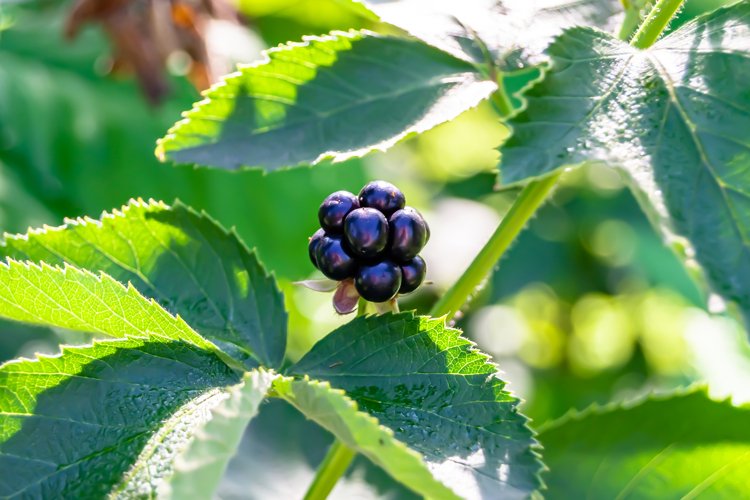 beautiful berry branch blackberry bush with natural leaves