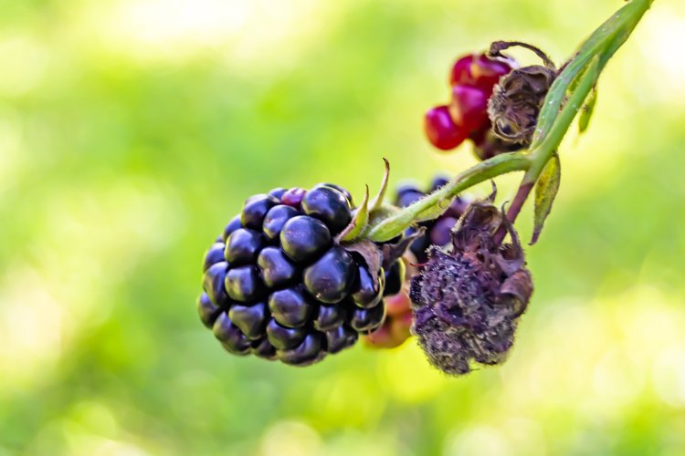 beautiful berry branch blackberry bush with natural leaves