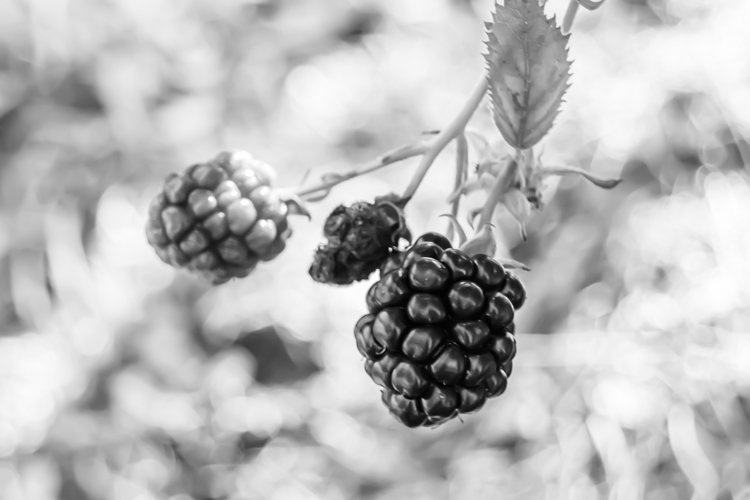 beautiful berry branch blackberry bush with natural leaves
