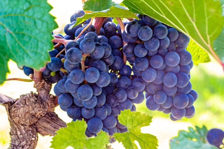 Beautiful berry branch grape bush with natural leaves