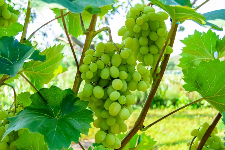 Beautiful berry branch grape bush with natural leaves
