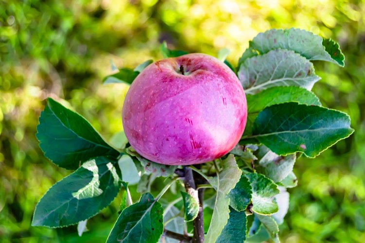 Beautiful fruit branch apple tree with natural leaves