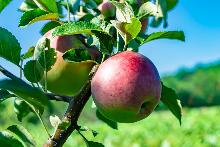 Beautiful fruit branch apple tree with natural leaves