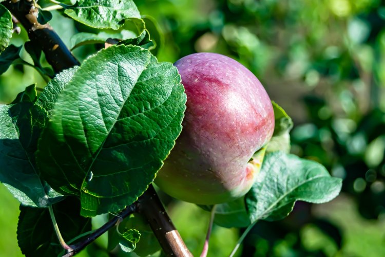Beautiful fruit branch apple tree with natural leaves
