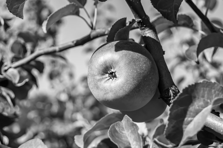 Beautiful fruit branch apple tree with natural leaves
