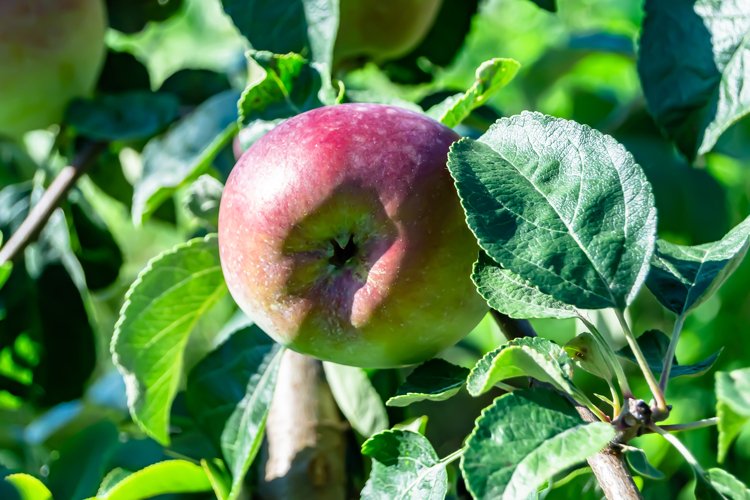 Beautiful fruit branch apple tree with natural leaves