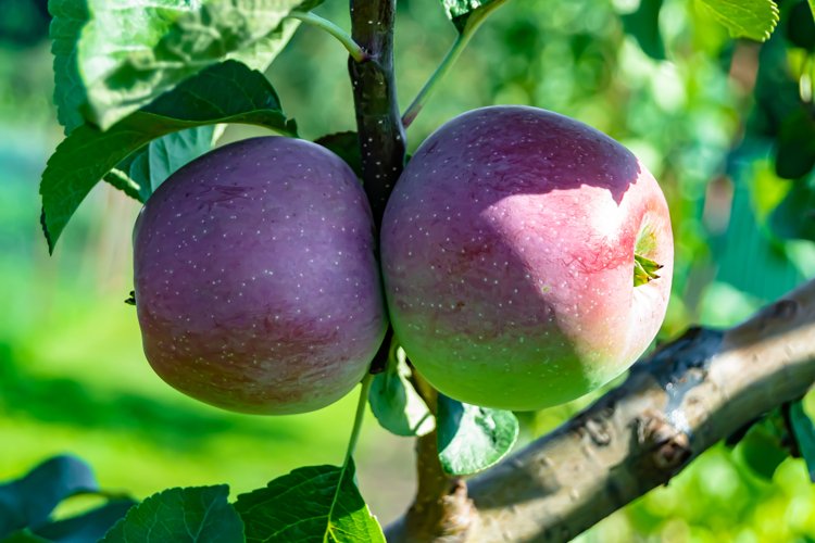 Beautiful fruit branch apple tree with natural leaves