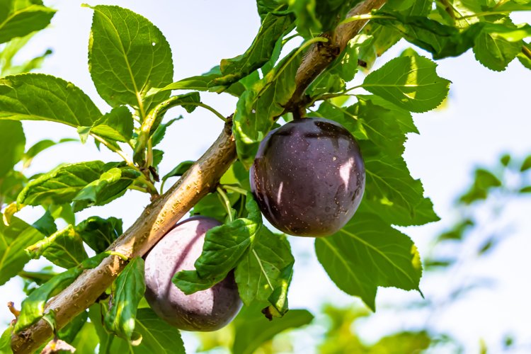 Beautiful fruit branch plum tree with natural leaves