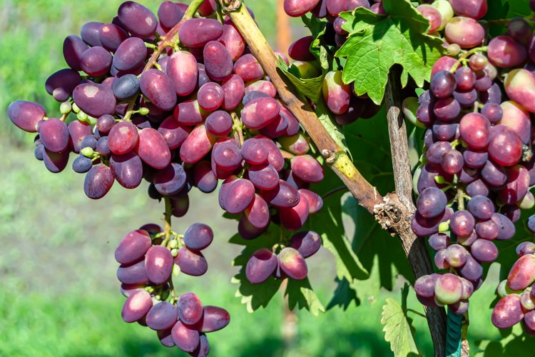 Beautiful berry branch grape bush with natural leaves