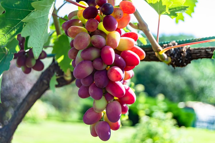 Beautiful berry branch grape bush with natural leaves