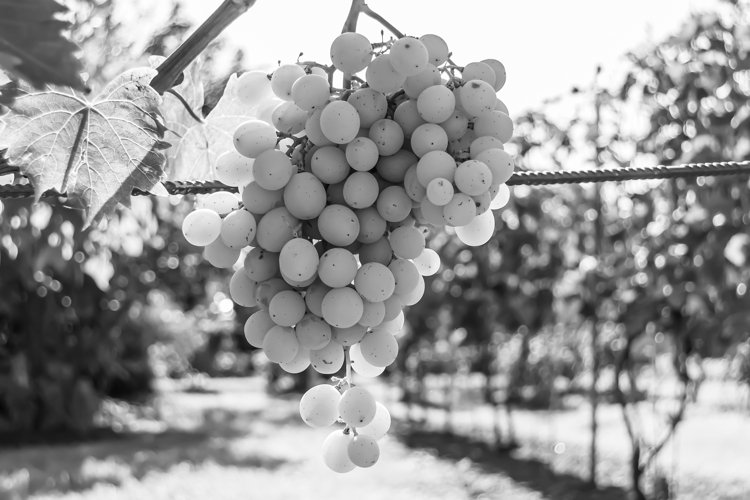 Beautiful berry branch grape bush with natural leaves