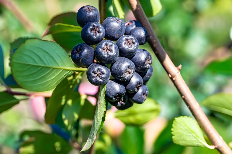 Beautiful berry branch aronia bush with natural leaves