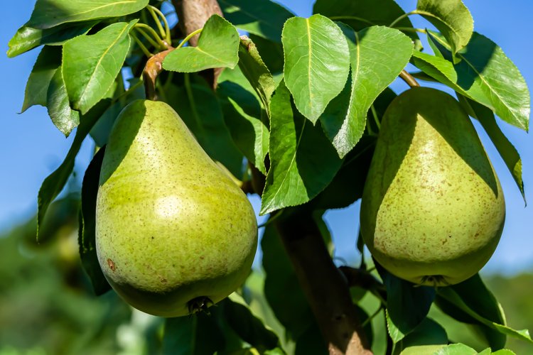 Photography on theme beautiful fruit branch pear tree