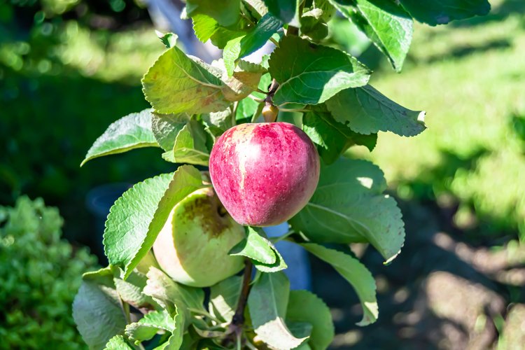 Beautiful fruit branch apple tree with natural leaves