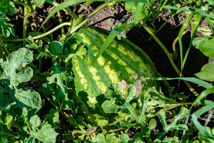 Photography on theme beautiful small fruit watermelon