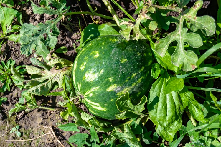 Photography on theme beautiful small fruit watermelon