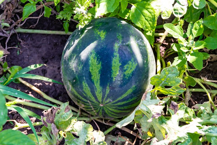 Photography on theme beautiful small fruit watermelon