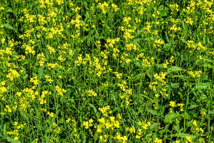 Fine wild growing flower on background meadow