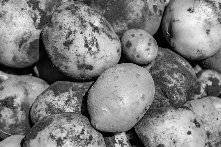 Beautiful potato plant with natural dark ground