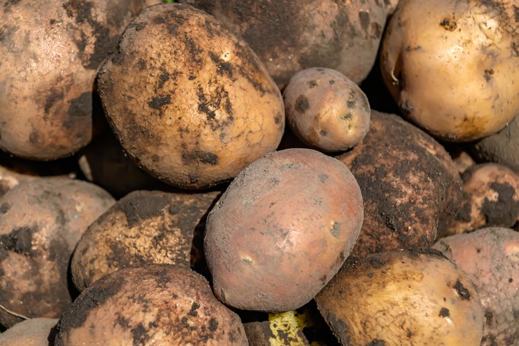 Beautiful potato plant with natural dark ground