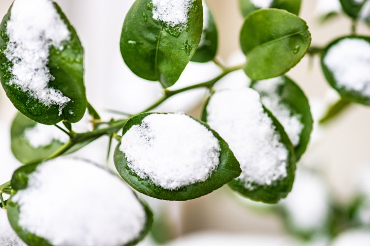 Winter snowy landscape in Tbilisi's suburb Tskneti (2383365)