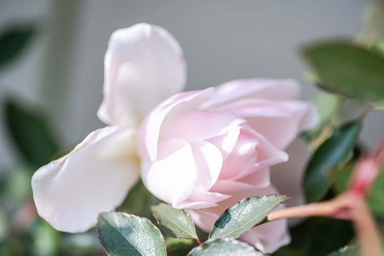 Rose bush blooming in the winter garden (2426470)