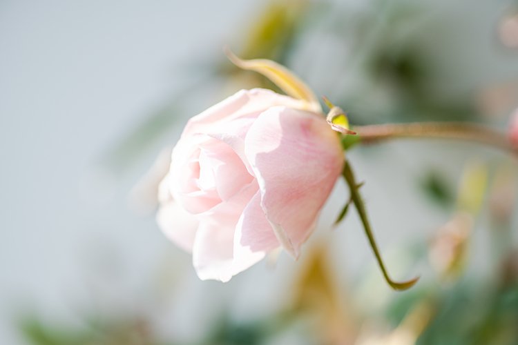 Rose bush blooming in the winter garden (2426471)