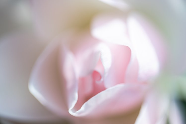 Rose bush blooming in the winter garden (2426472)