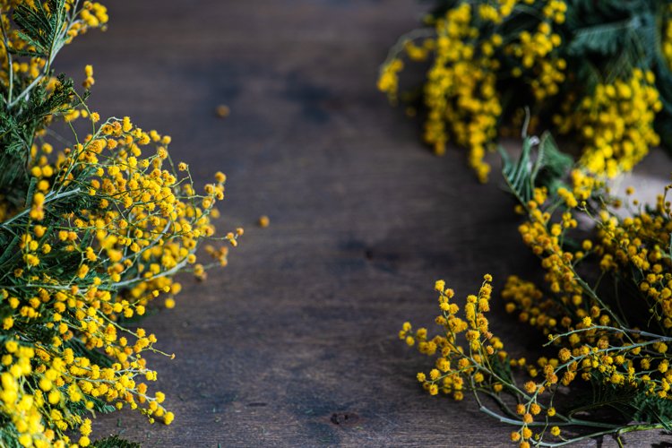 Anna Bogush | Font Bundles