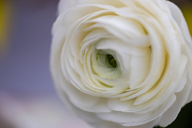 Anna Bogush | Font Bundles