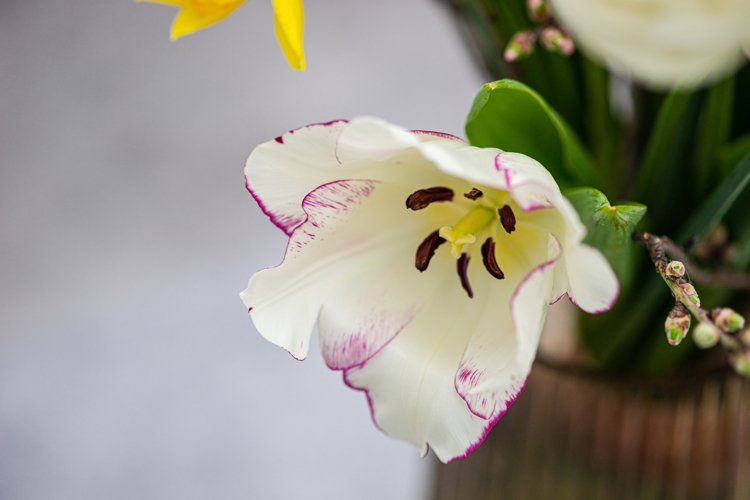 Anna Bogush | Font Bundles