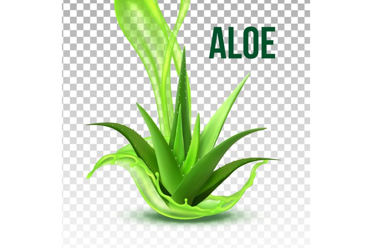 Realistic Foliage Green Plant Aloe Vera Vector