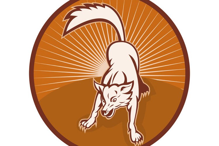 angry wild dog or wolf barking