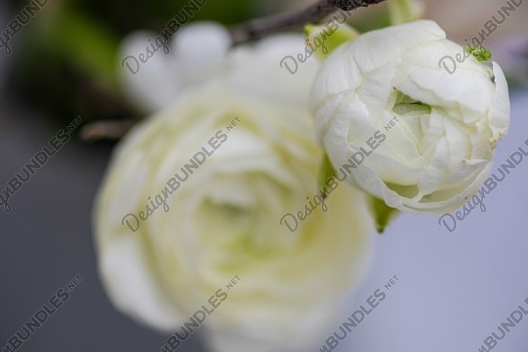 Spring floral composition (2485630)