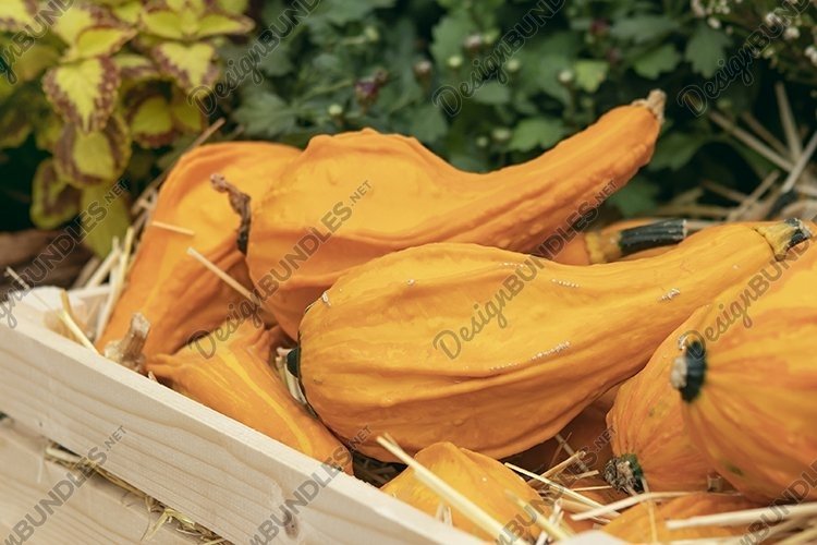 harvest of yellow pumpkins in a wooden box in the (2240945)