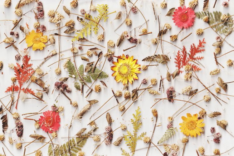 Dried flower pattern background photo on white background