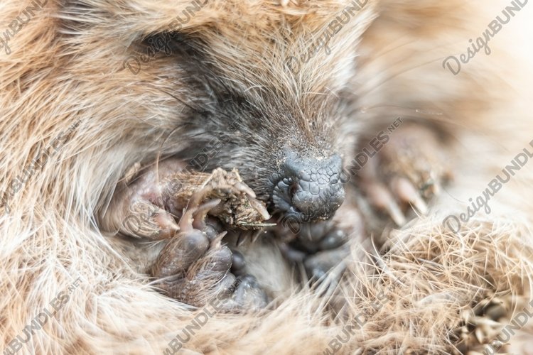 cute little wild prickly hedgehog animal curled up (2039872)