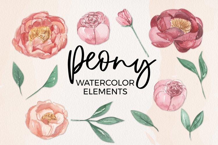 Peony 12 Watercolor Elements Hand Painted Peach Pink Floral