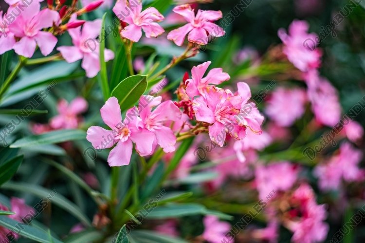 Pink Adenium flowers in the city park (2055324)