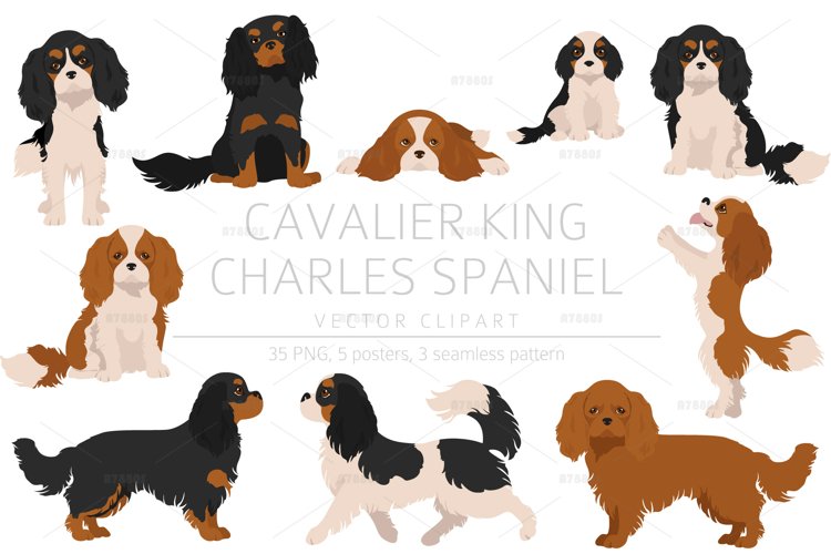 Cavalier King Charles spaniel clipart (1323996) | Illustrations ...