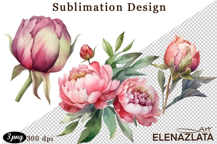 Watercolor Pink Peonies Flowers Clipart (5014443)
